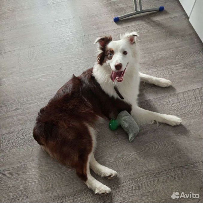 Австралийская овчарка (аусси)