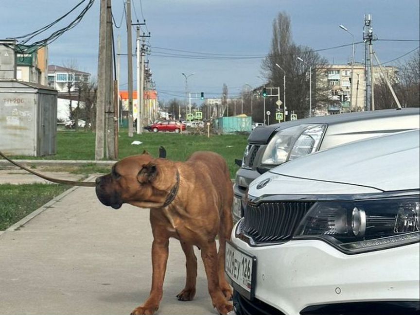 Рыжая Девочка кане корсо с документами