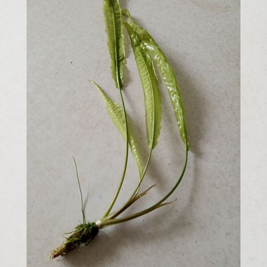 Криптокорина