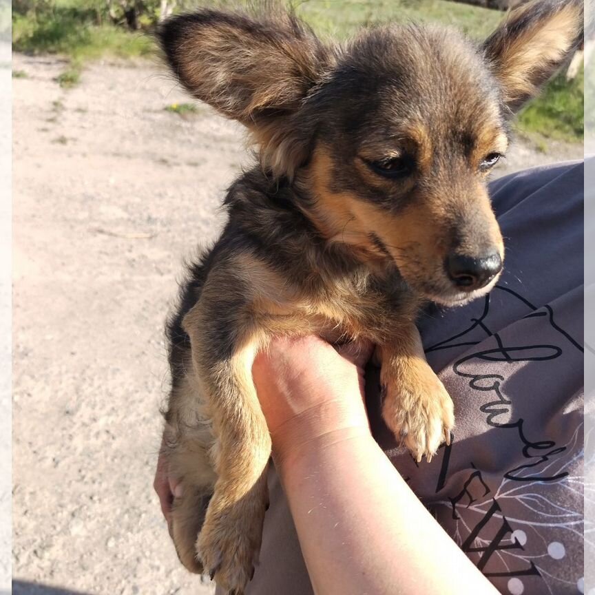 Взрослая собака в добрые руки