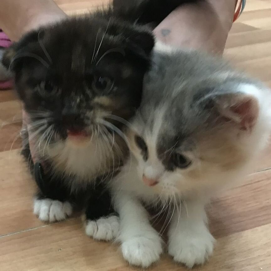 Шотландский вислоухий короткошёрстный котёнок