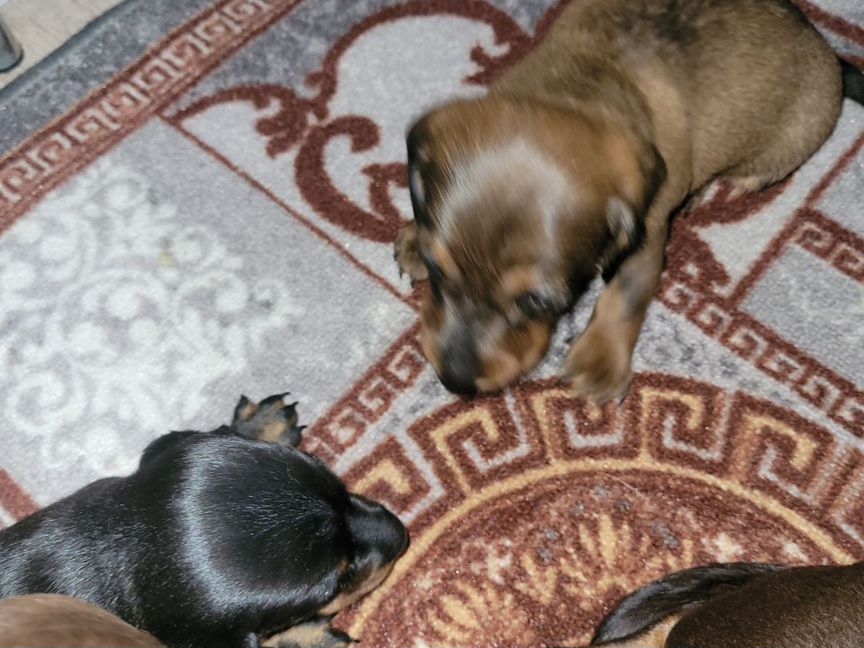 Щенки миниатюрной таксы