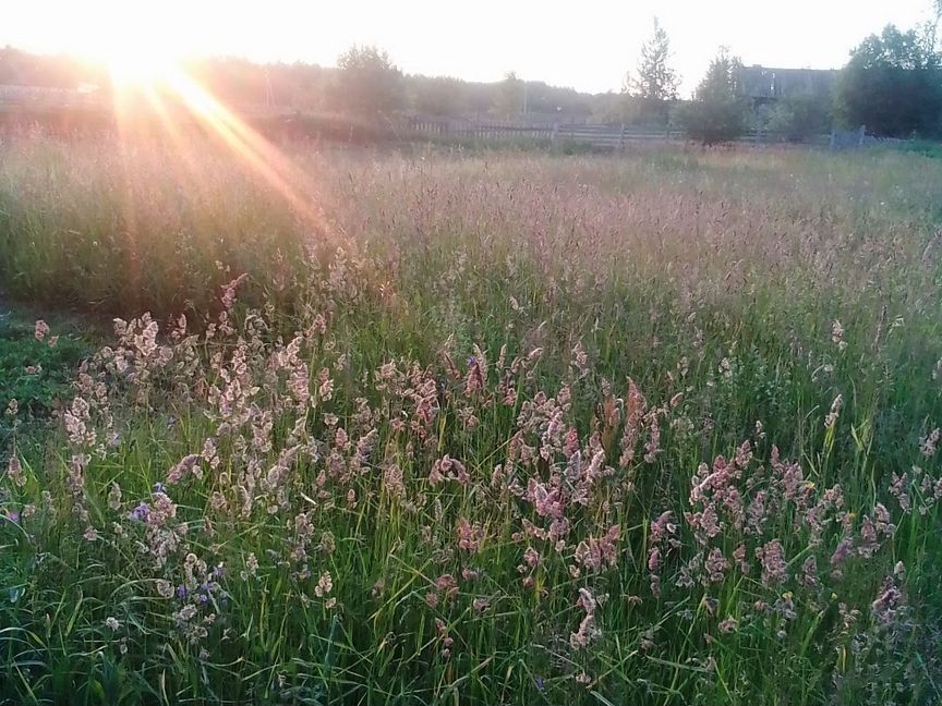 Щенки