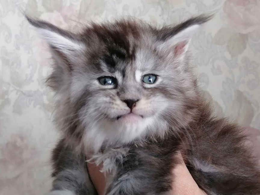 Мейн кун девочка на серебре