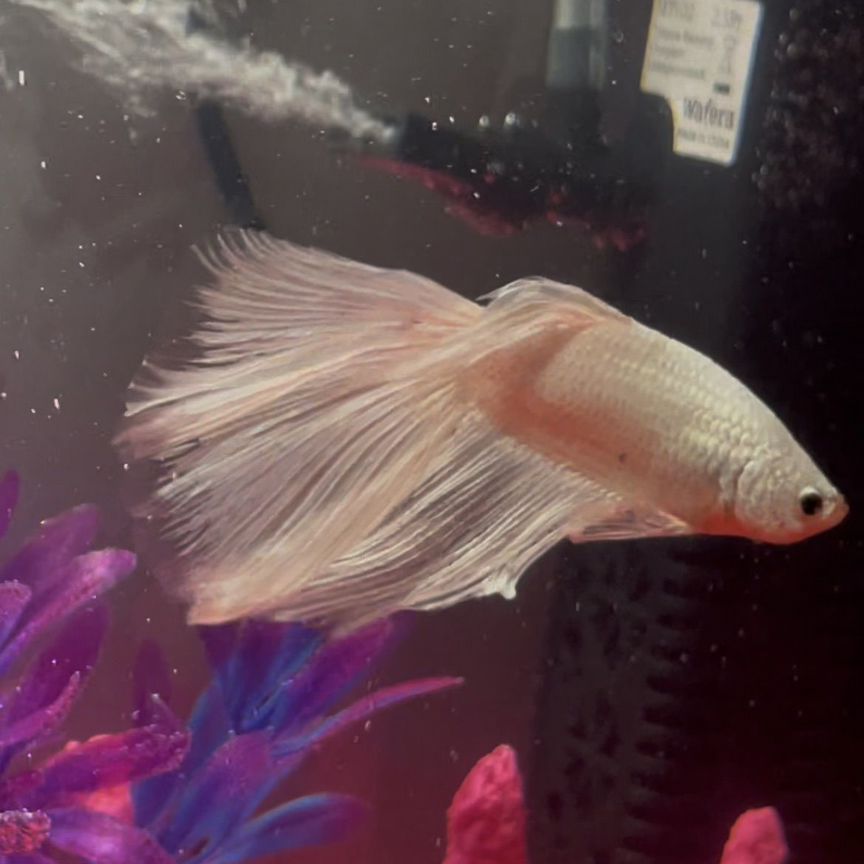 Рыба петушок