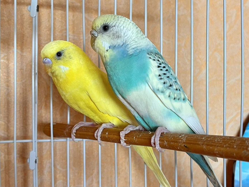 Пара волнистых попугайчиков с большой клеткой
