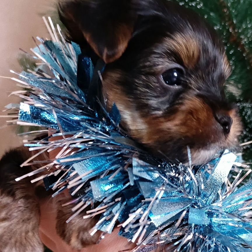 Йоркширский терьер, щенок