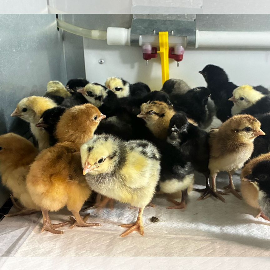 Цыплята несушки