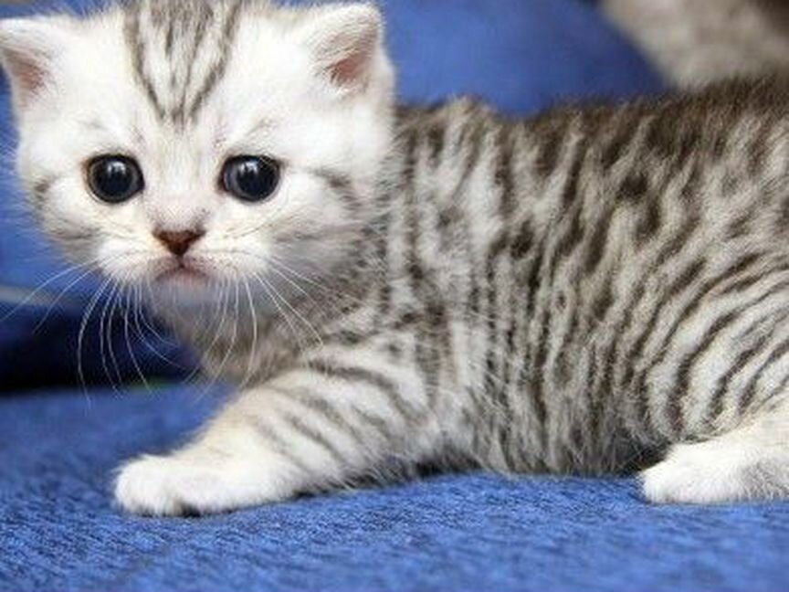 Британские котята окрас вискас