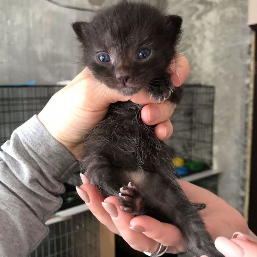 Котята малыши в добрые руки
