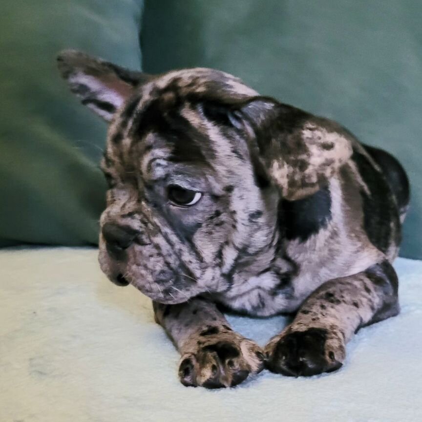 Французский бульдог мерль