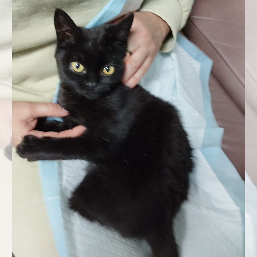 Чёрная котейке без лапки