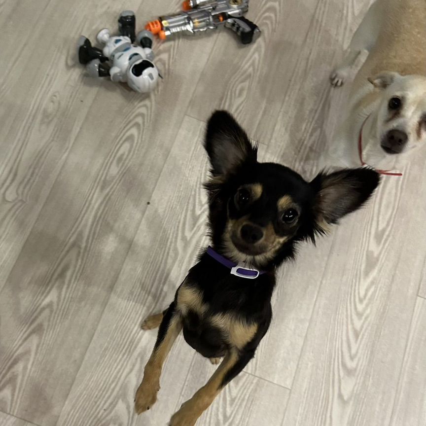 Русский той длинношерстный