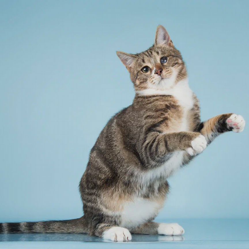 Котик-созвездие Ореон в поисках дома