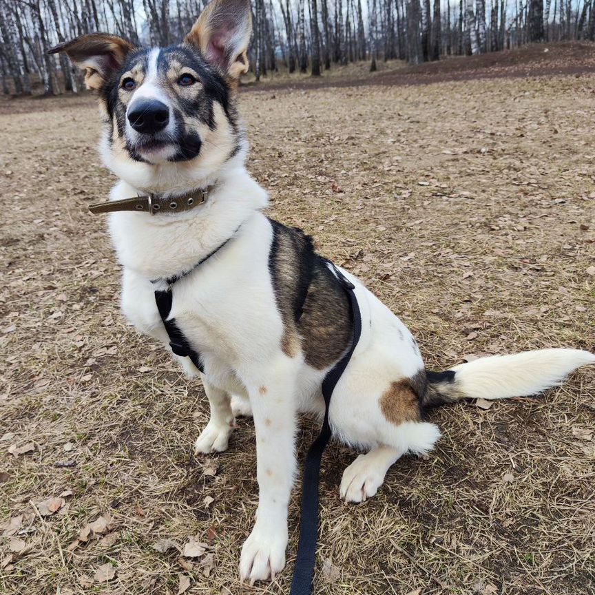 Взрослая собака в добрые руки