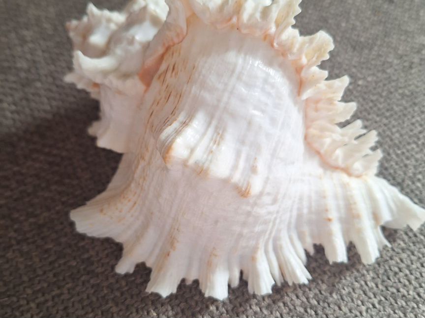 Ракушка большая