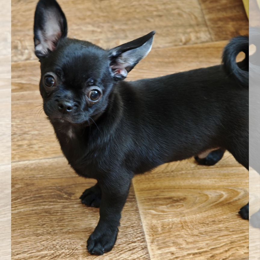 Чихуахуа, щенок