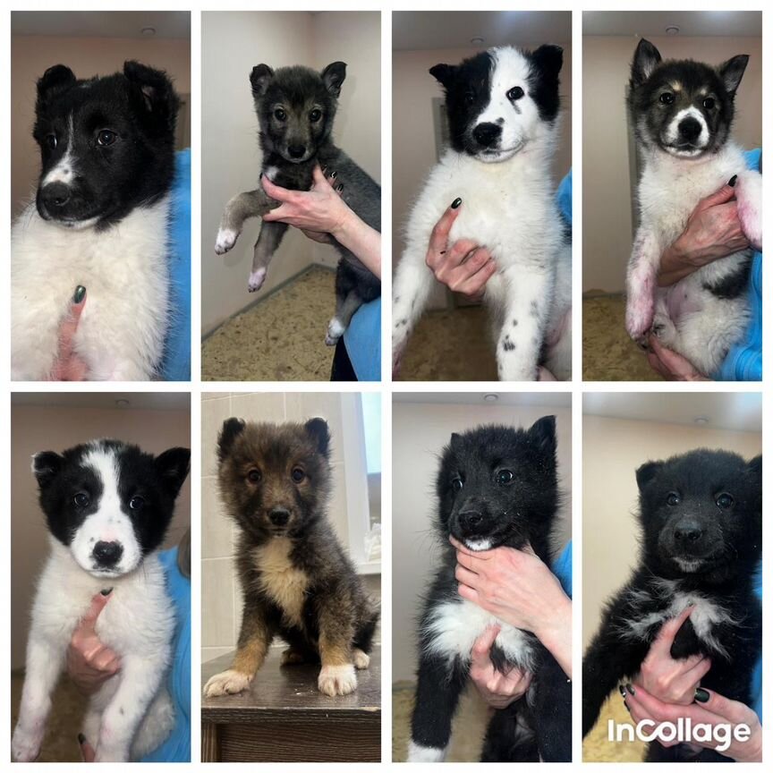 Щенки в добрые руки