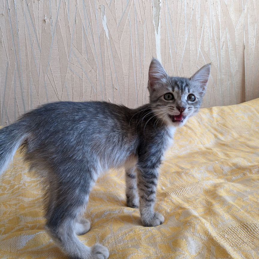 Котята в добрые руки SOS