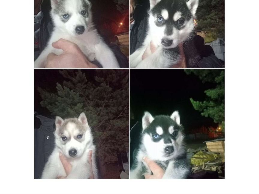 Щенки сибирской хаски