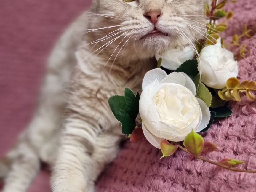 Шотландский кот Ватсон
