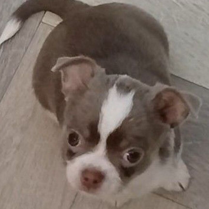 Чихуахуа, щенок