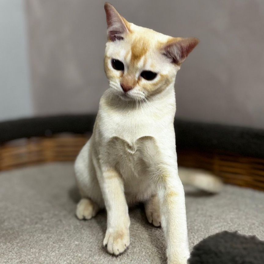 Кошка