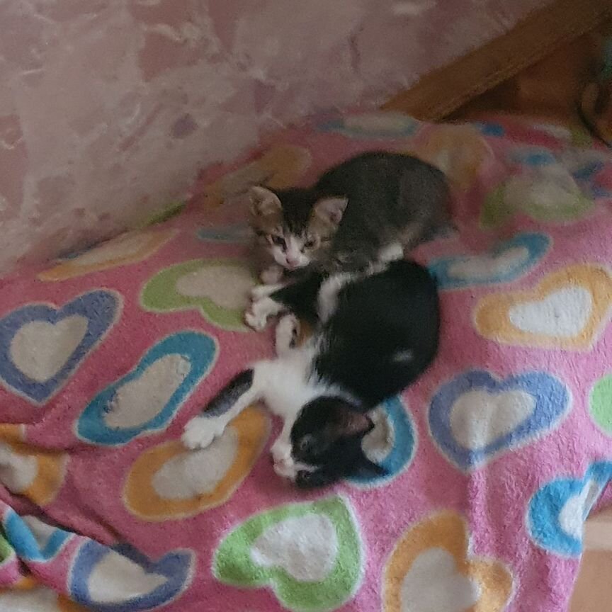 2 кошки Мвшеловки в добрые руки