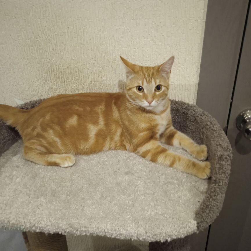 Отдам кота в добрые руки бесплатно