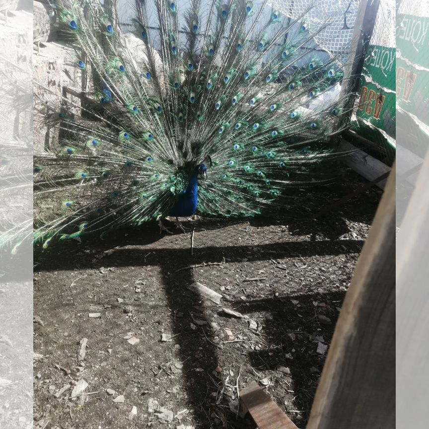 Годовалыи павлин и семейство фениксов 1г