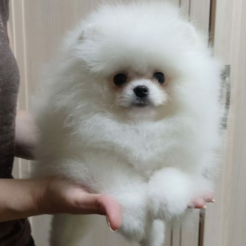 Белый померанский шпиц