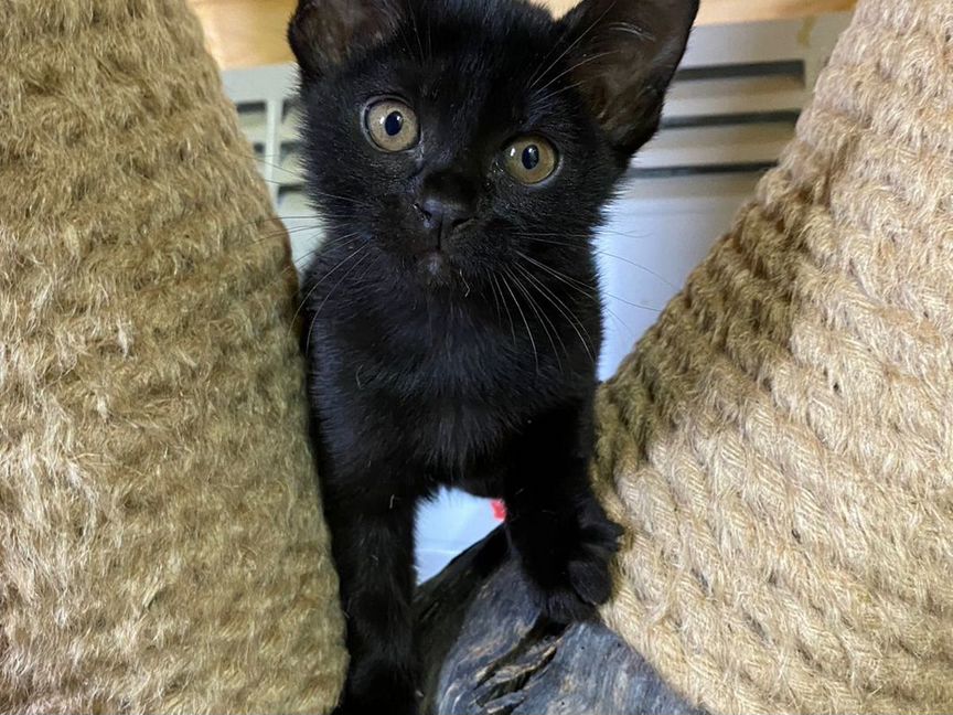 Бомбейские котята