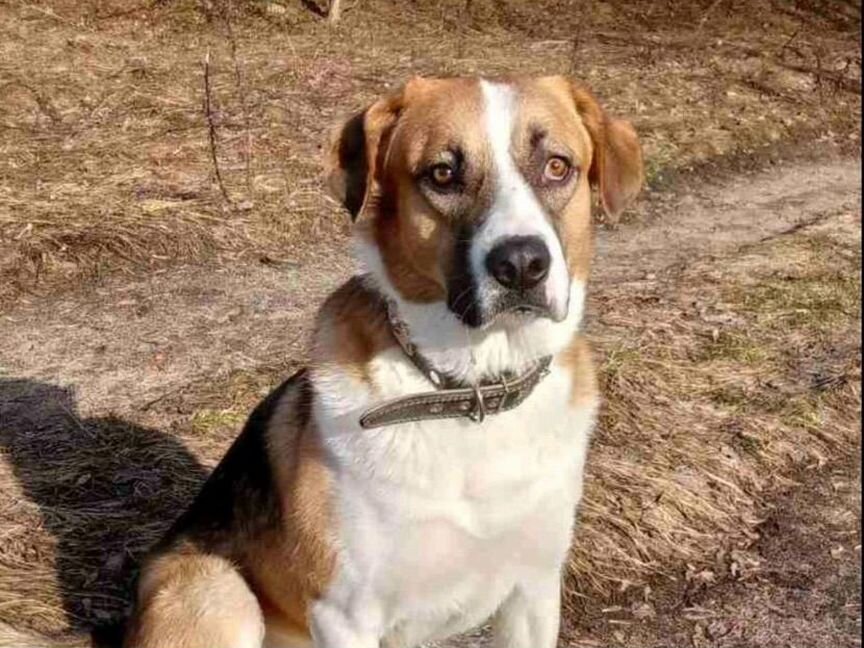 Собака - друг