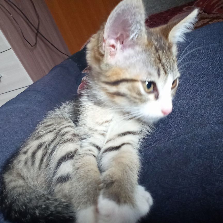 Отдам котёнка в добрые руки