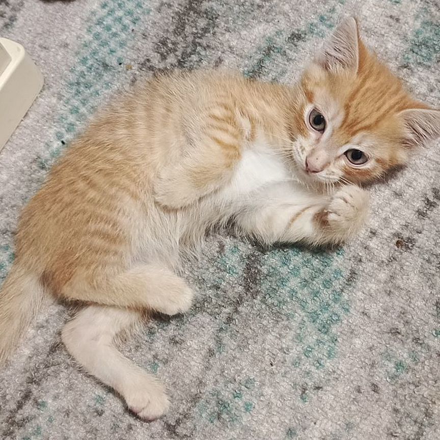 Котёнок в добрые руки