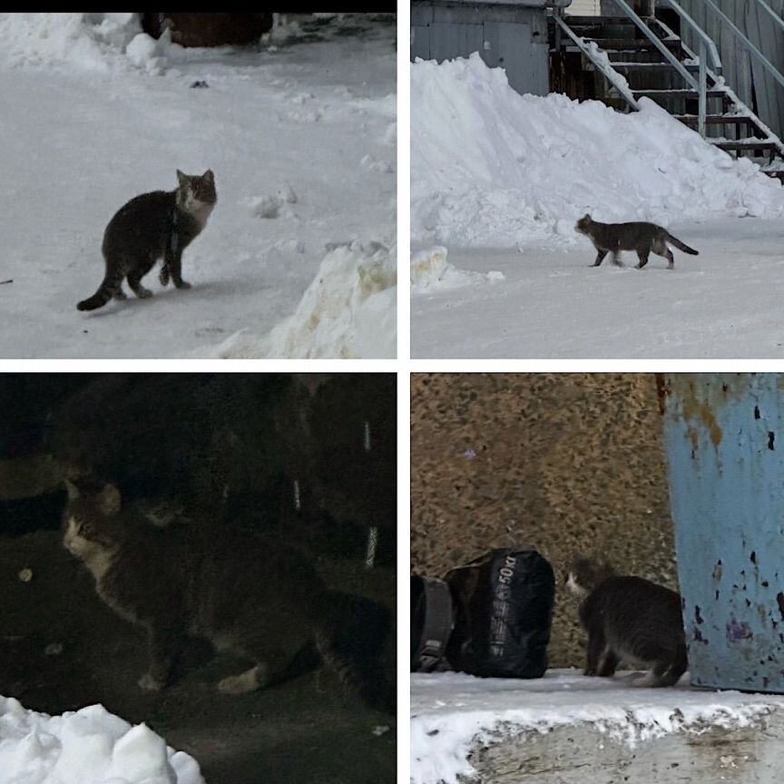 Взрослый кот в добрые руки