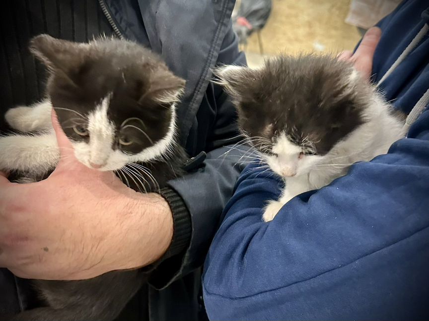 Котята в добрые руки