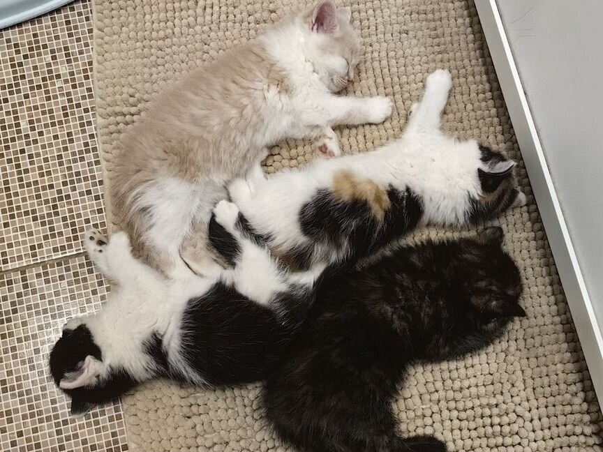 Милые котятки