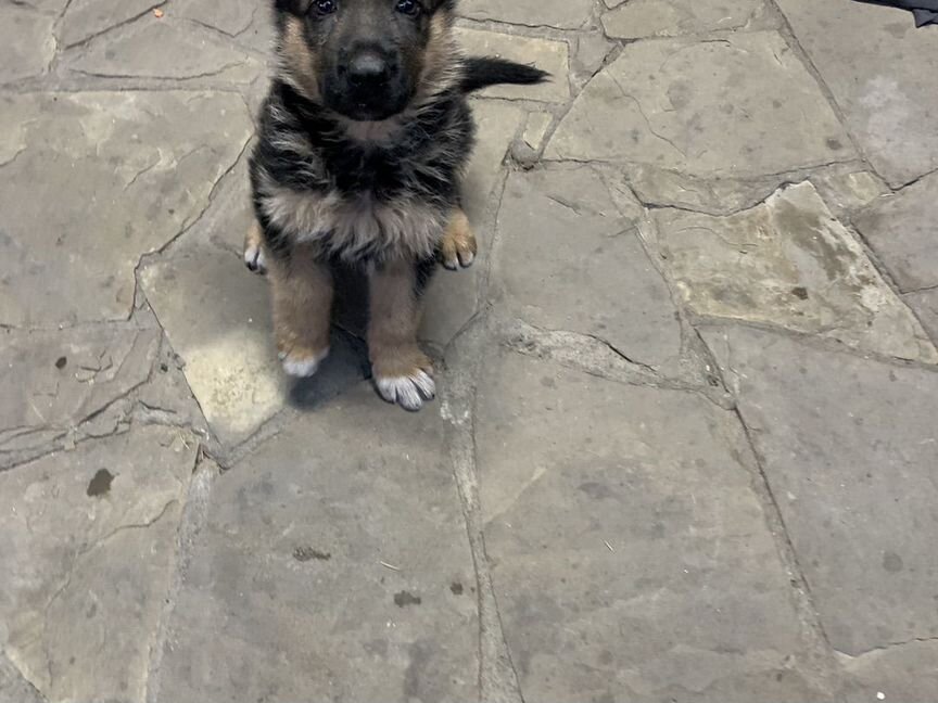 Немецкая овчарка