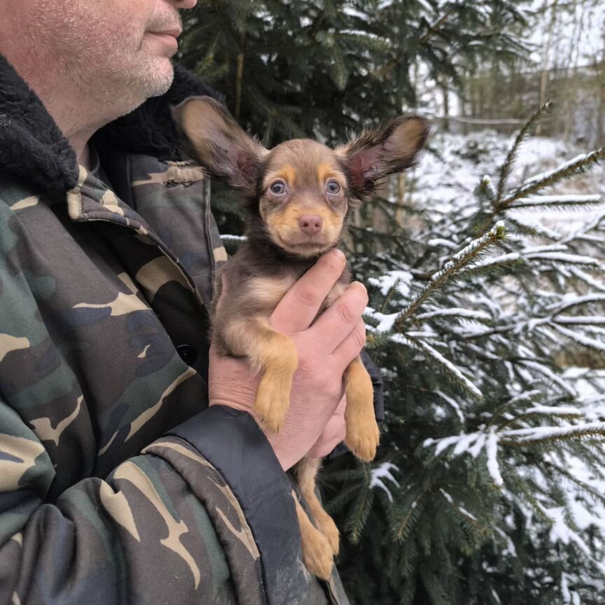 Той-терьер щенки