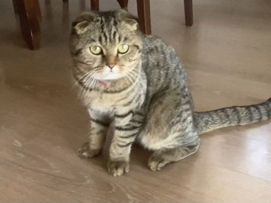 Кошка для вязки