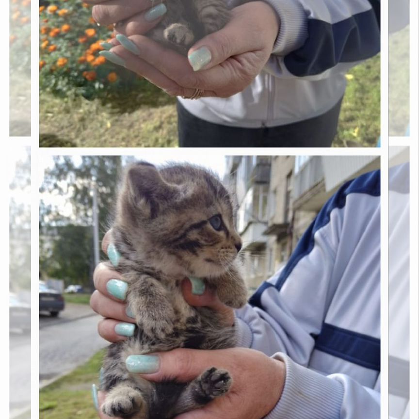 Котята в добрые руки бесплатно