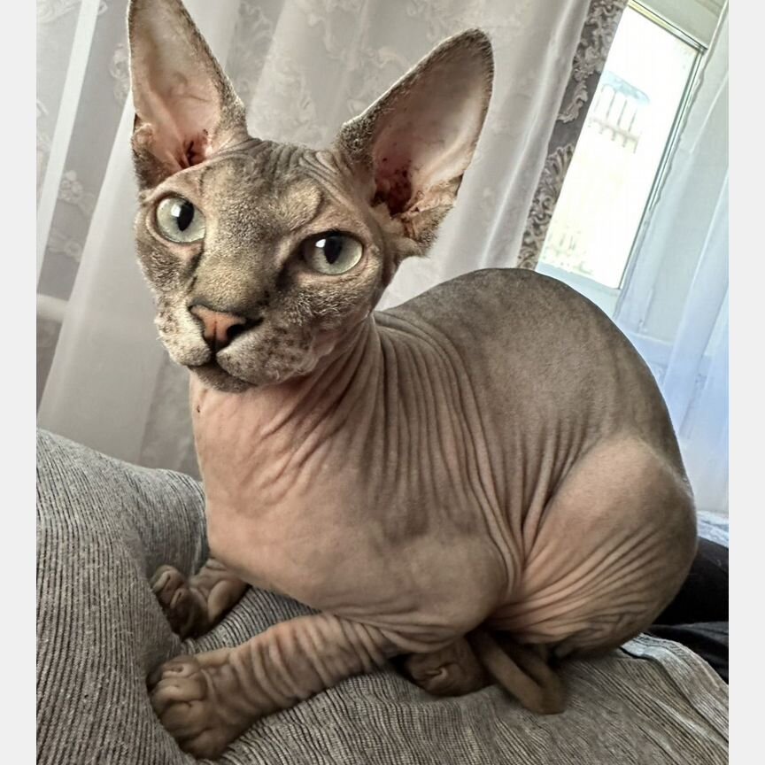 Котик в добрые и заботливые руки