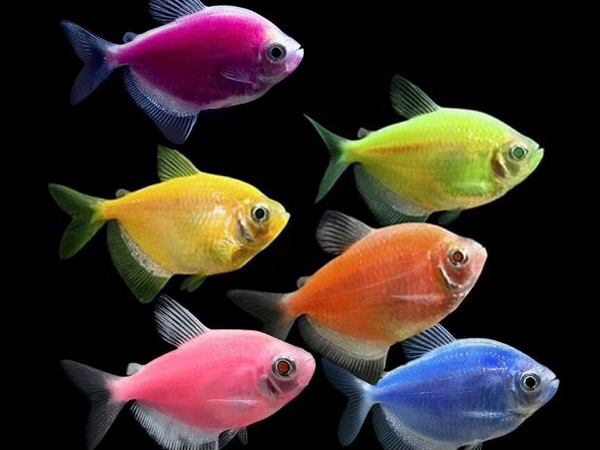 Тернеция Гло.Аквариумные рыбки