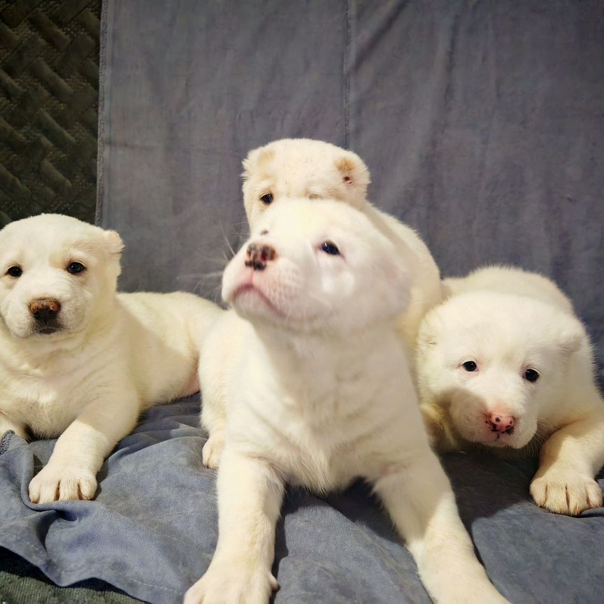 Продаю щенков аллабая