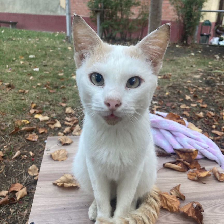 Не скажу куда гляжу ищет дом