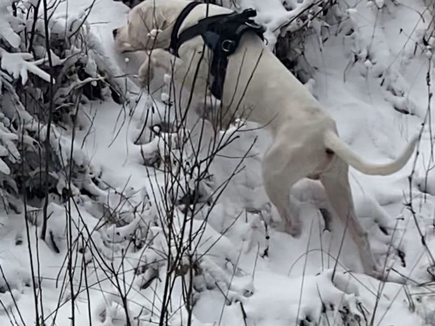 Аргентинский дог