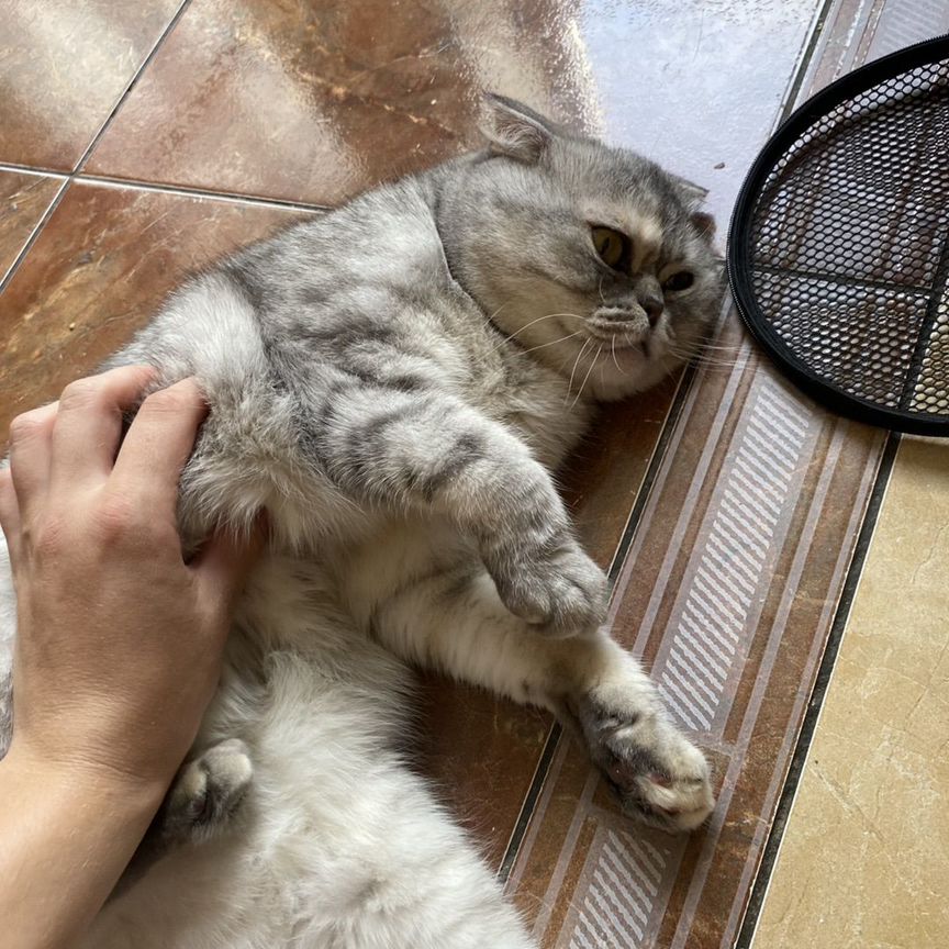 Кошки в добрые руки бесплатно