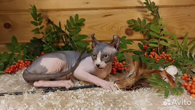 Ласковая эльфиечка