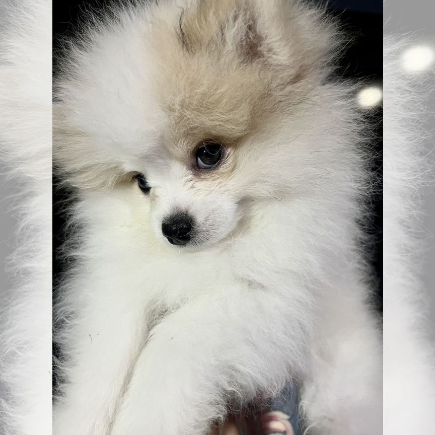 Немецкий шпиц, щенок